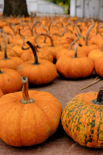 20 Best Pumpkin Patches In And Around Toronto